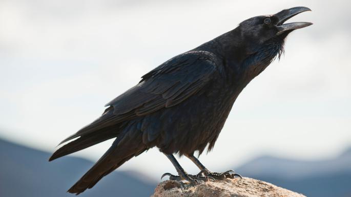 Crow Magic – Crone Confidence